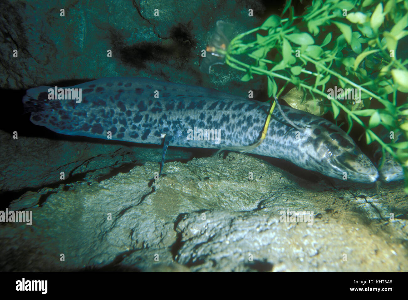 African lungfish protopterus annectens Banque de photographies et d ...