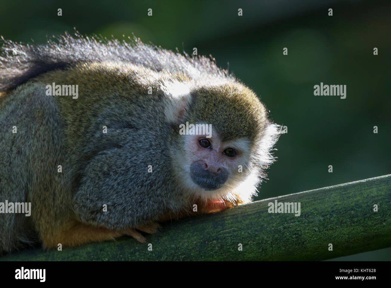 Singe-écureuil, Saimiri, captive, portrait, Close up silhouette assis ...