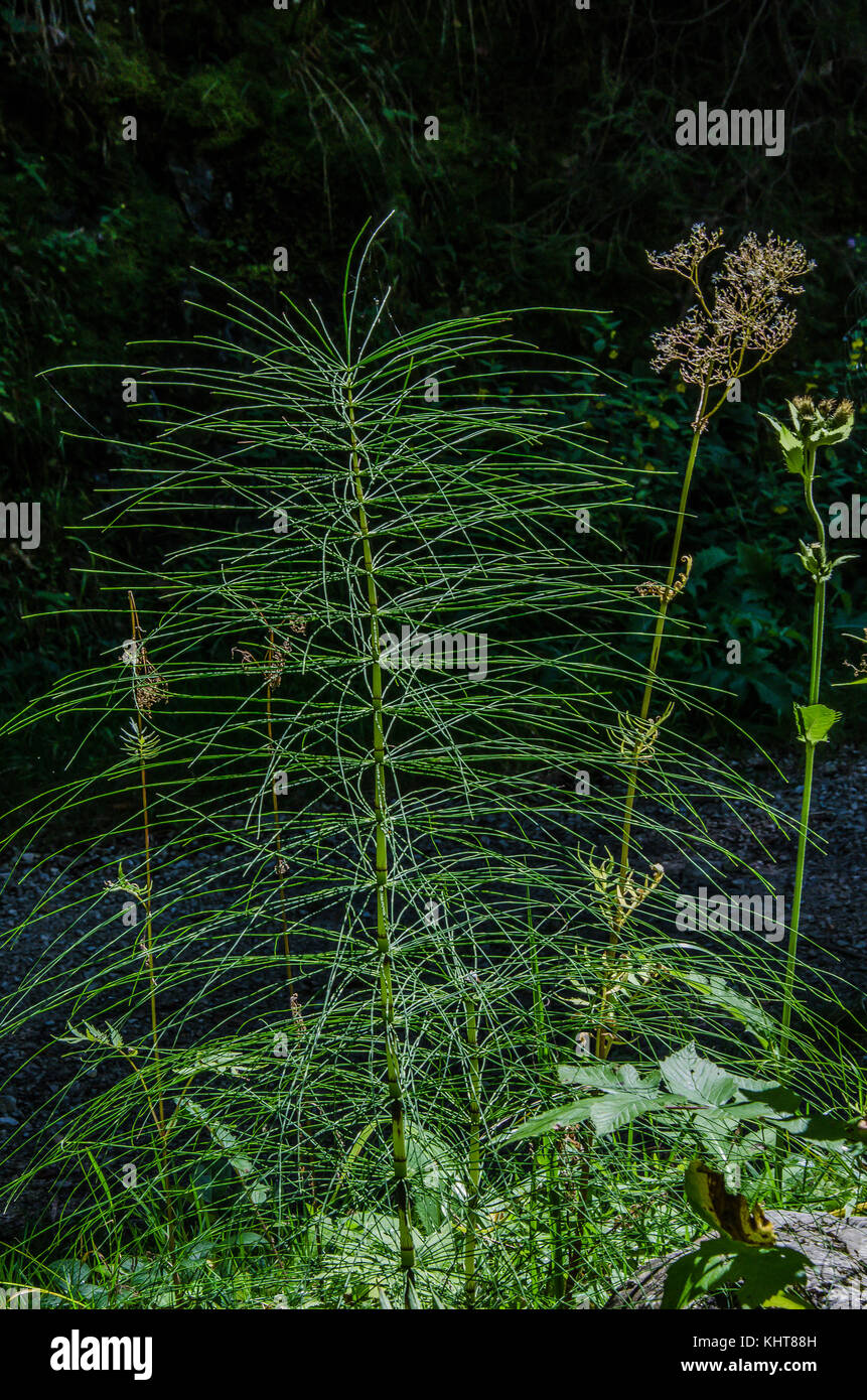 Spore plants Banque de photographies et d’images à haute résolution - Alamy