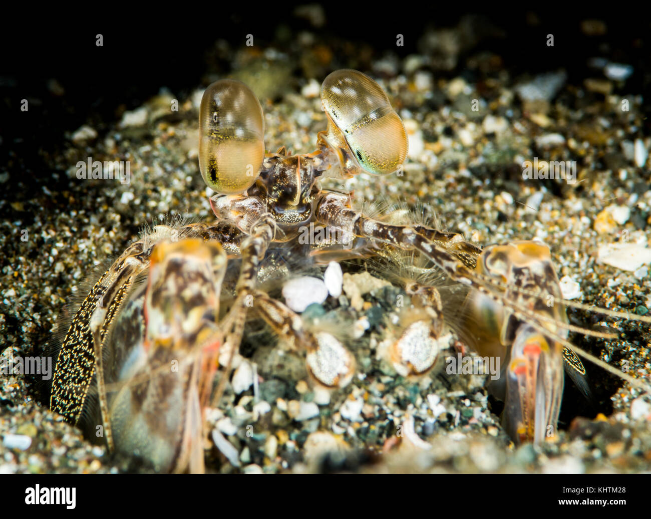 Mante Crevette Banque d'image et photos - Alamy