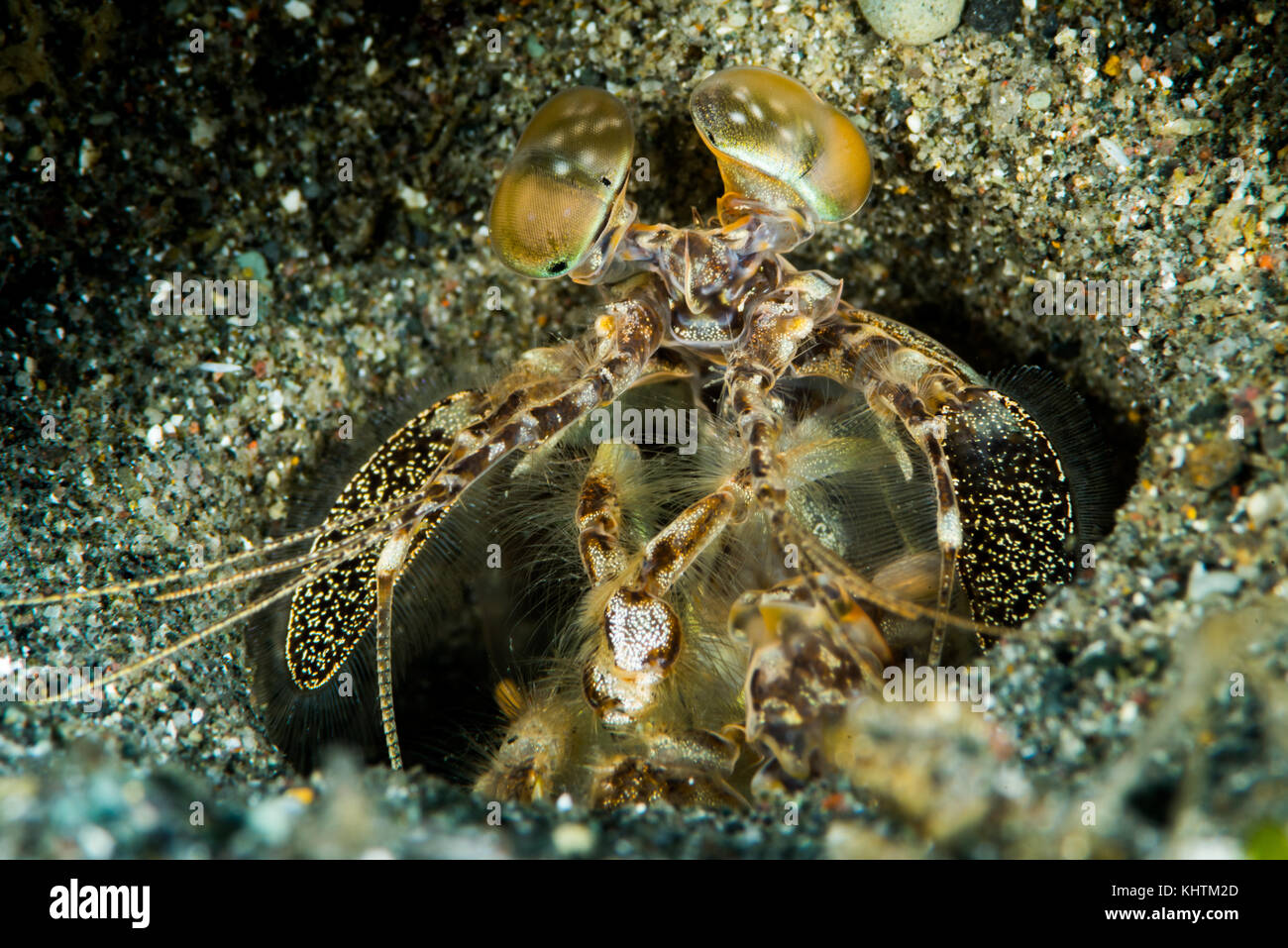 Mante Crevette Banque d'image et photos - Alamy