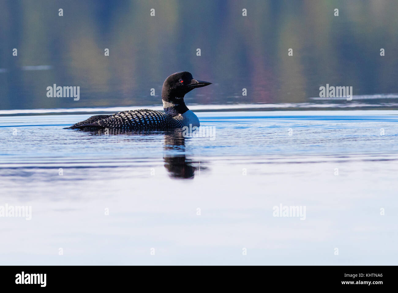 Plongeon huard bel oiseau Banque de photographies et d’images à haute ...