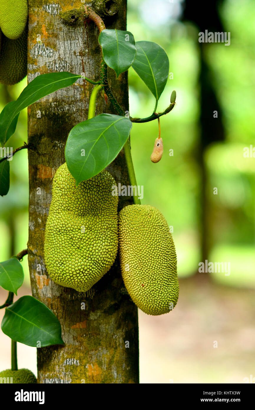 Artocarpus fruit du jacquier Banque de photographies et d’images à ...