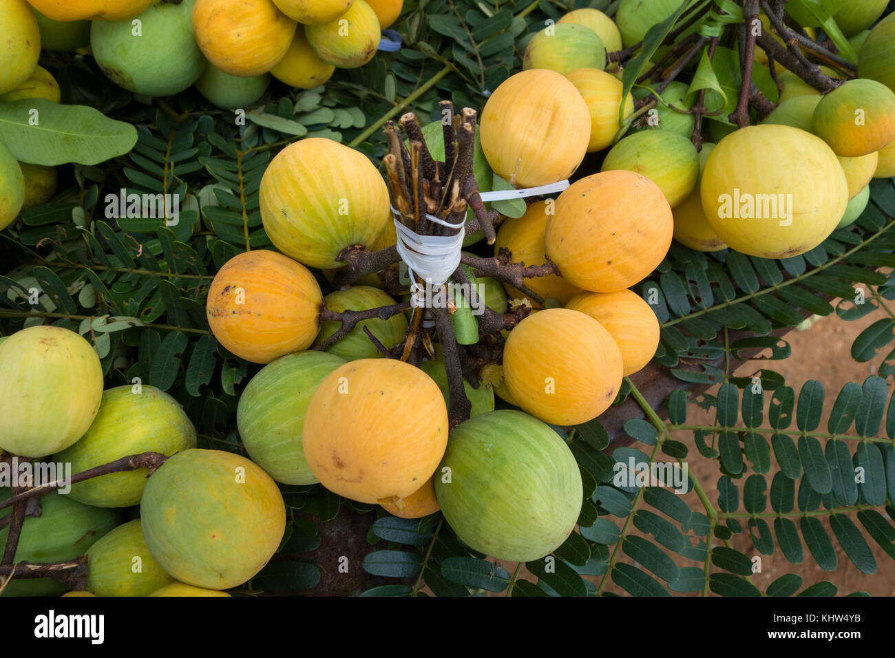 Kuy (willughbeia willughbeia edulis aka cochinchinensis) est un fruit ...