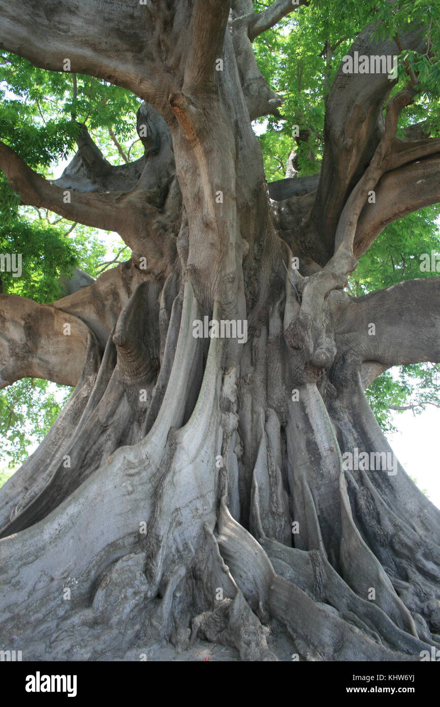 Très grand arbre au Sénégal appelé 'fromager' Photo Stock - Alamy