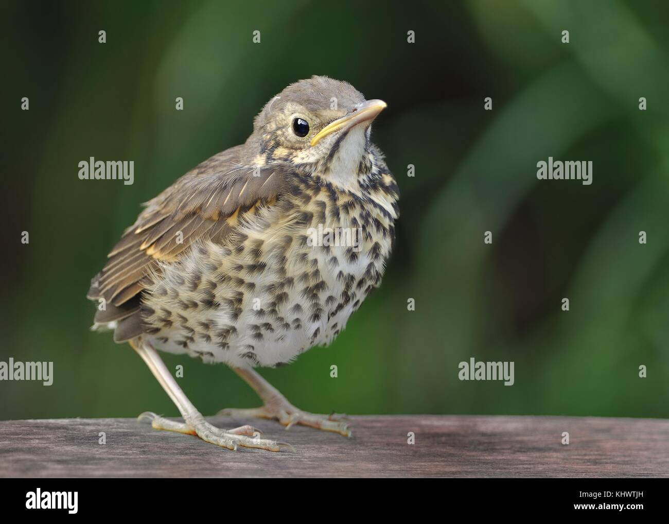 Grive musicienne - Turdus philomelos, jeunes mineurs, Poussin, jeune ...