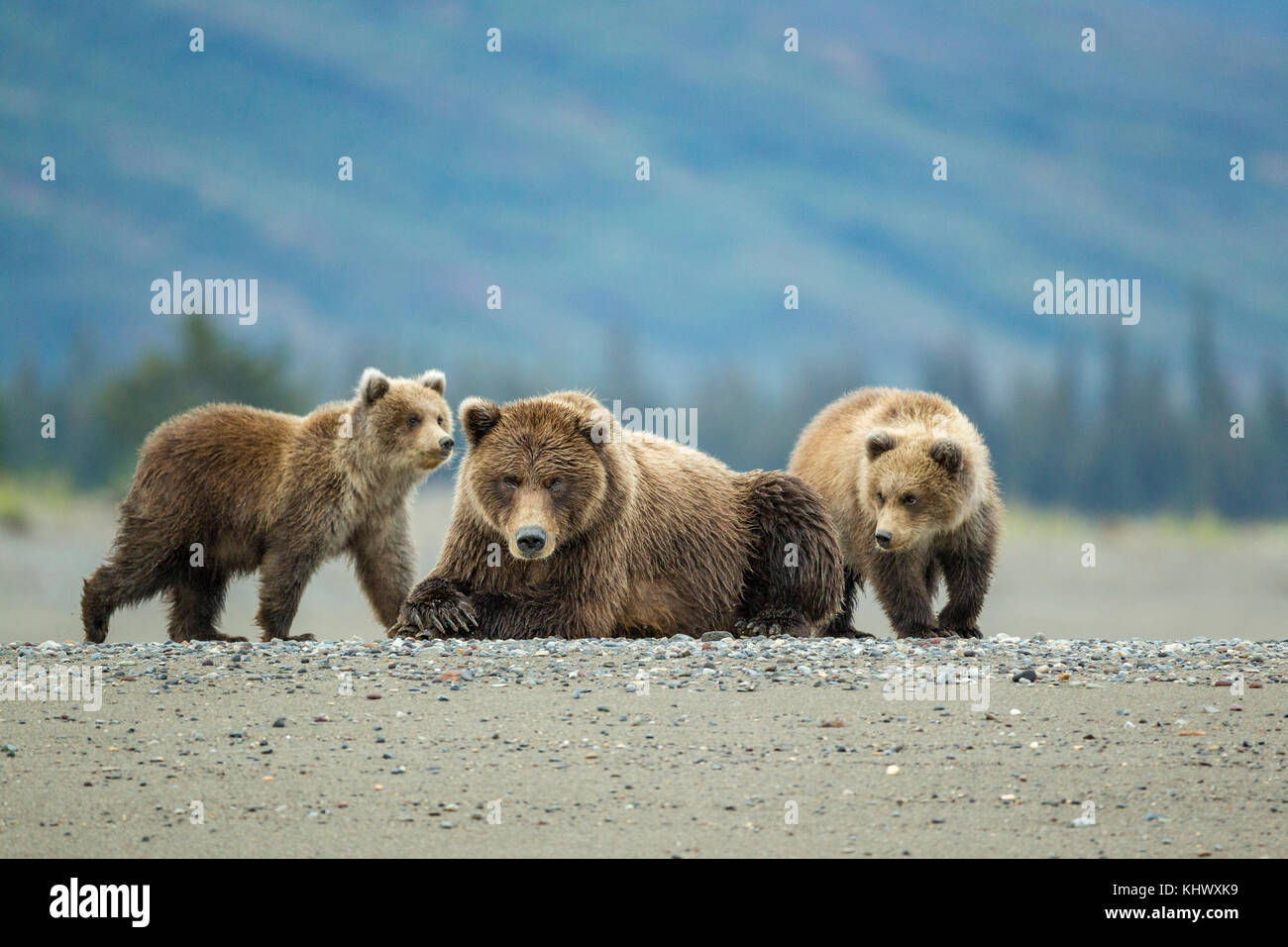 Ours brun alaska femelle Banque de photographies et d’images à haute ...