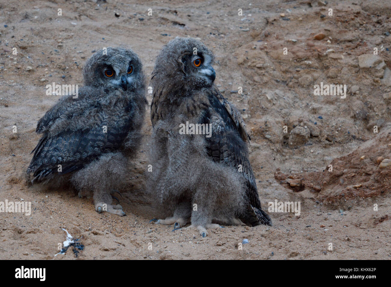 Eurasian Eagle Owls / Europaeisches Uhus ( Bubo bubo ), deux poussins ...