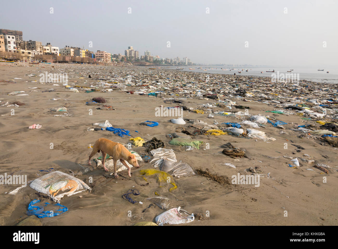 Chien errant promenades à travers les déchets plastiques et autres ...