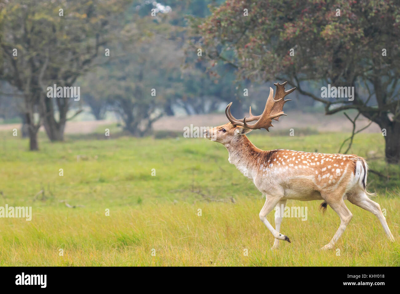 Daim cerf cerf gros bois Banque de photographies et d’images à haute ...