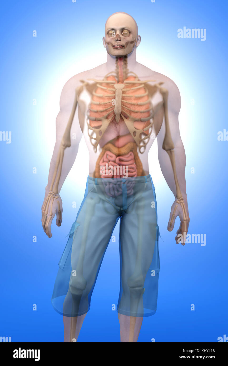 La 3D de l'anatomie humaine. Les organes internes dans un corps de l ...