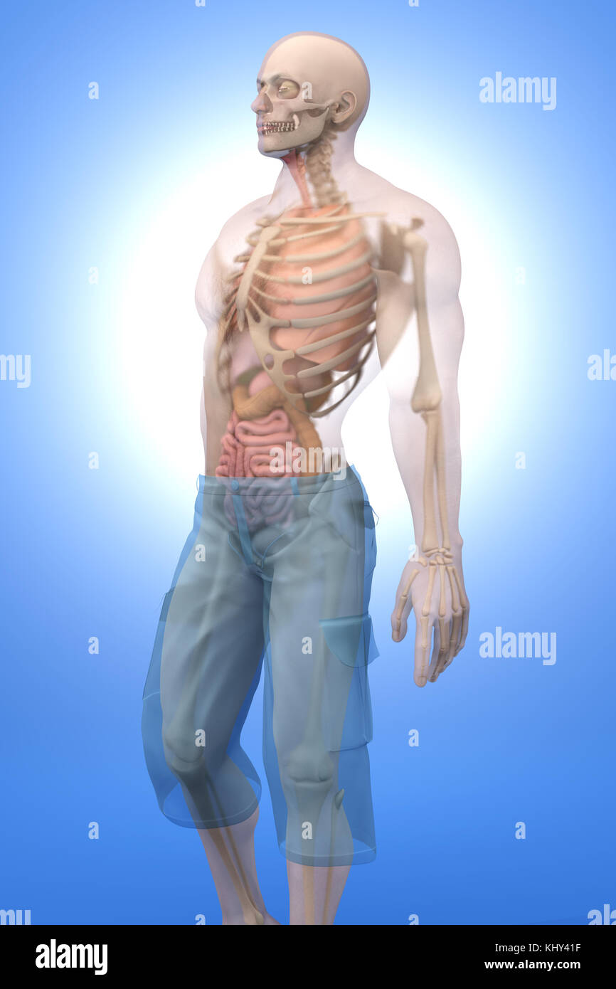 La 3D de l'anatomie humaine. Les organes internes dans un corps de l ...