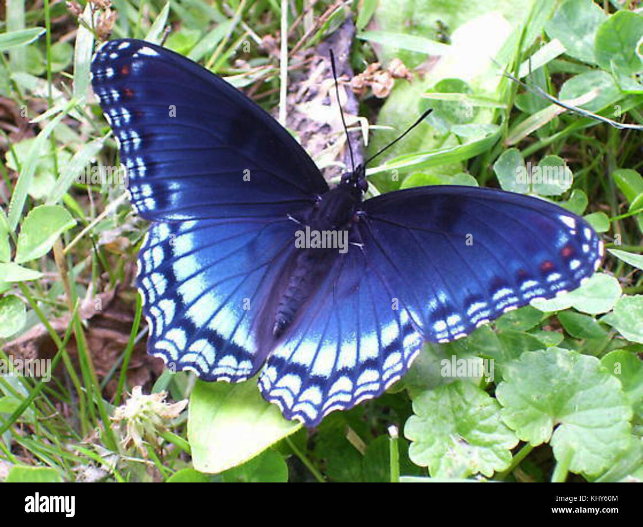 Arthemis illustration Banque de photographies et d’images à haute ...