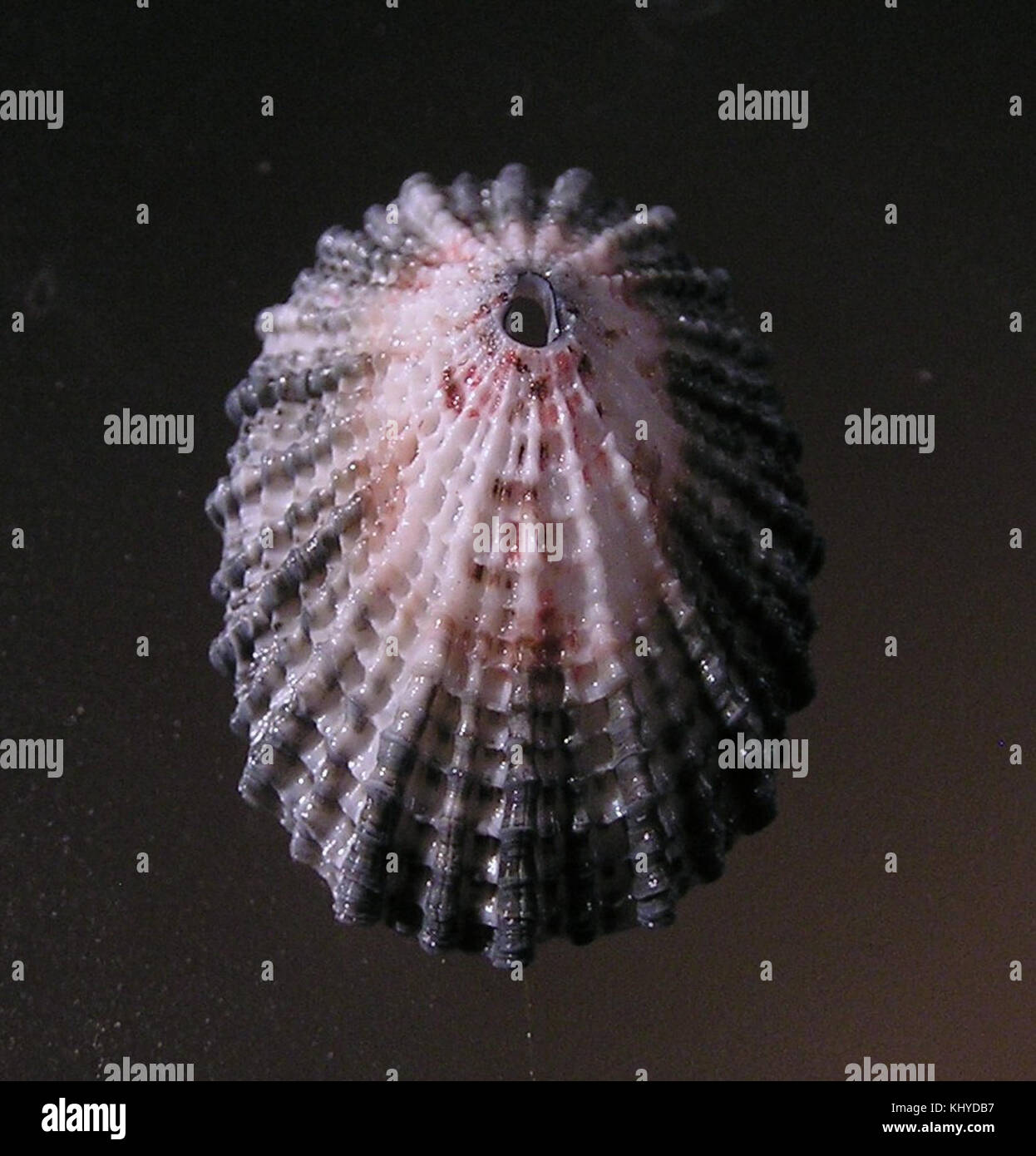 Diodora Banque de photographies et d’images à haute résolution - Alamy