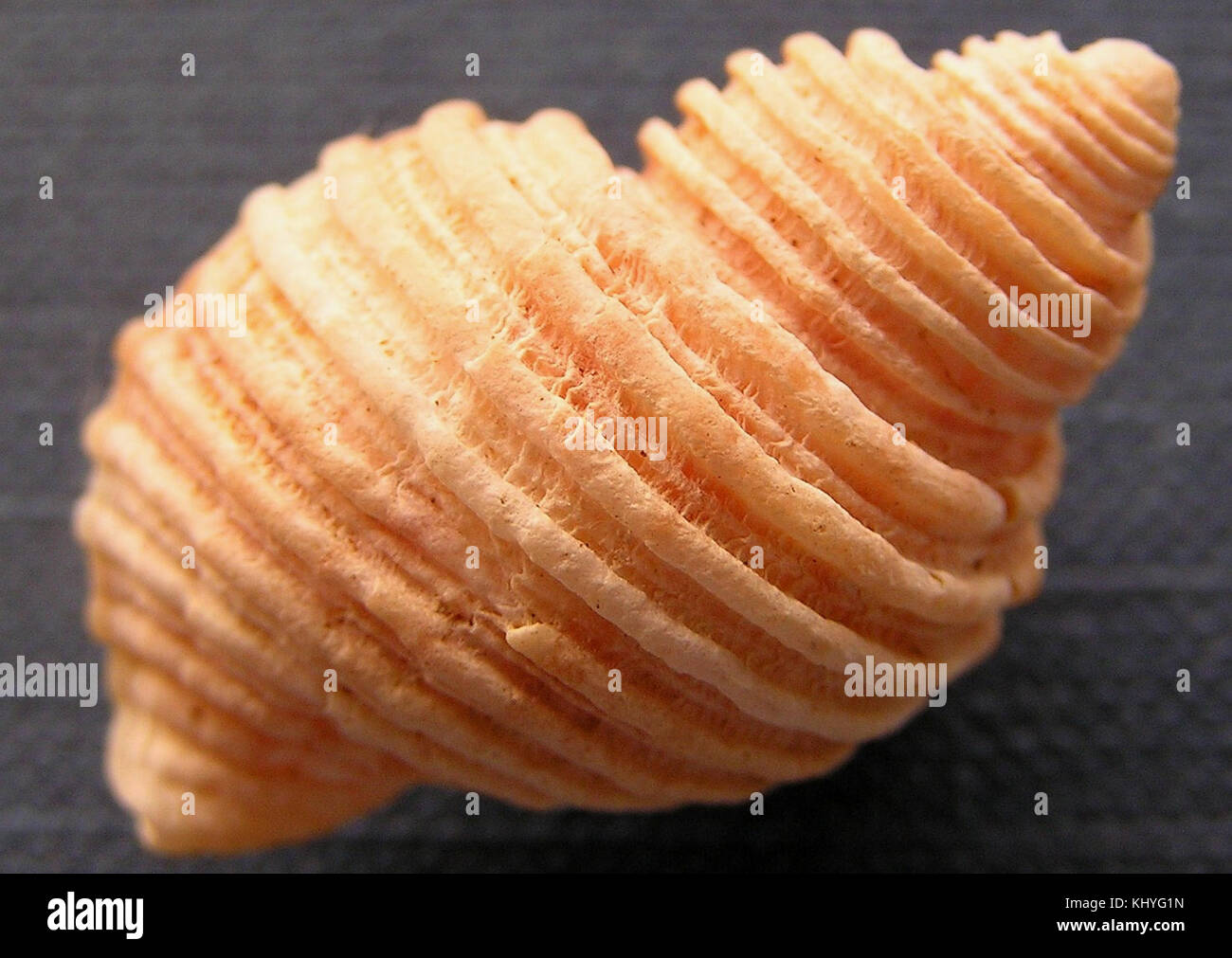 Nucella canaliculata Banque de photographies et d’images à haute ...