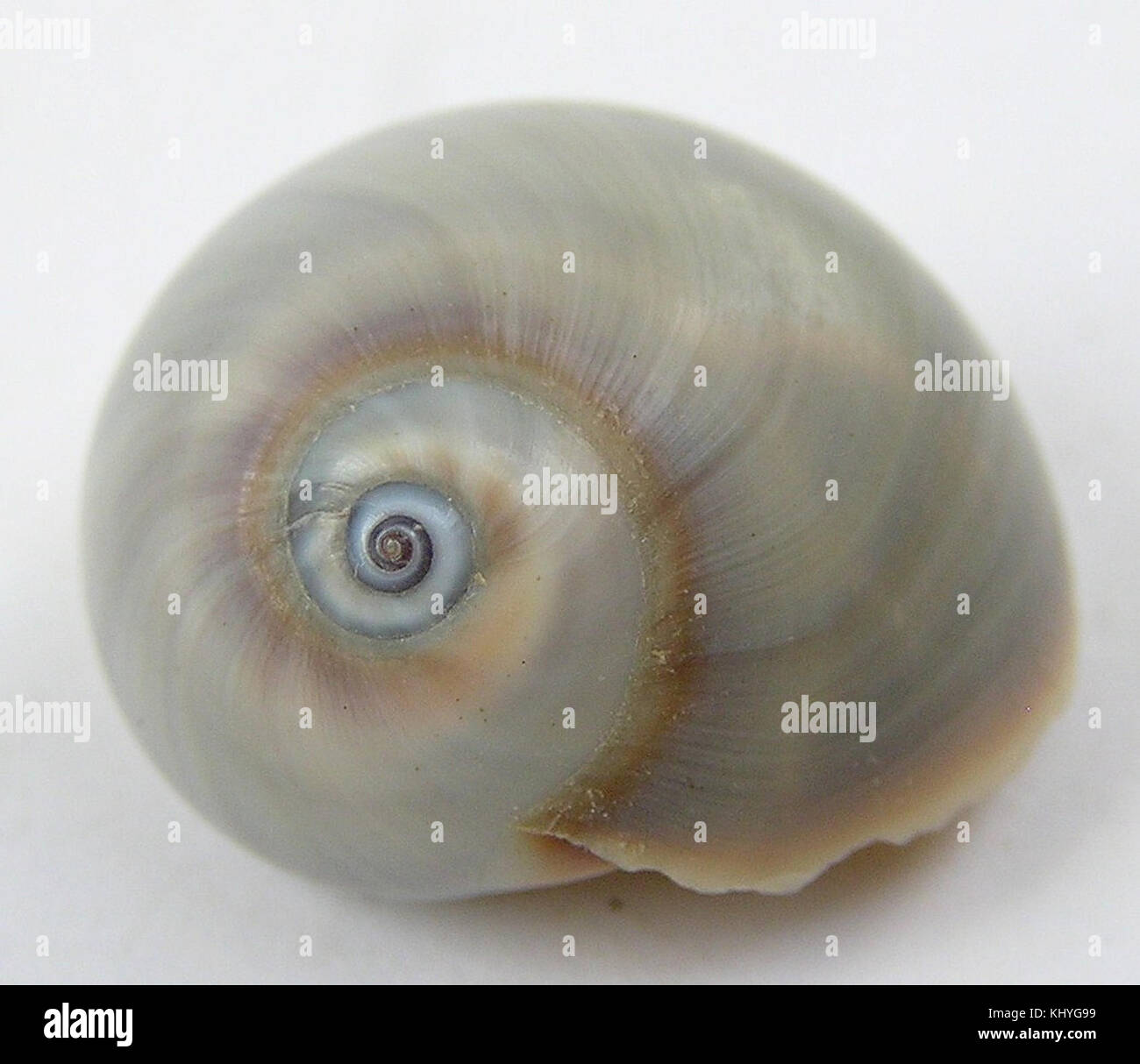 Neverita duplicata Banque de photographies et d’images à haute ...