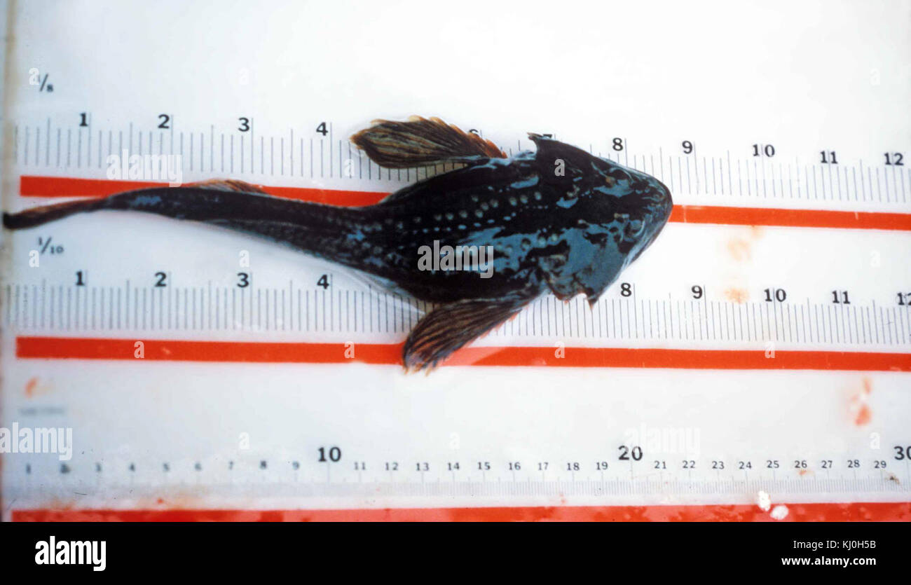 Le Grand Chabot, une espèce de poisson trouvée dans les milieux marins ...