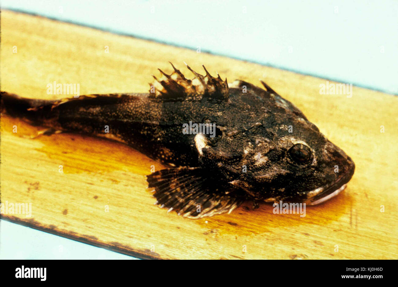 Poisson chabot Banque de photographies et d’images à haute résolution ...