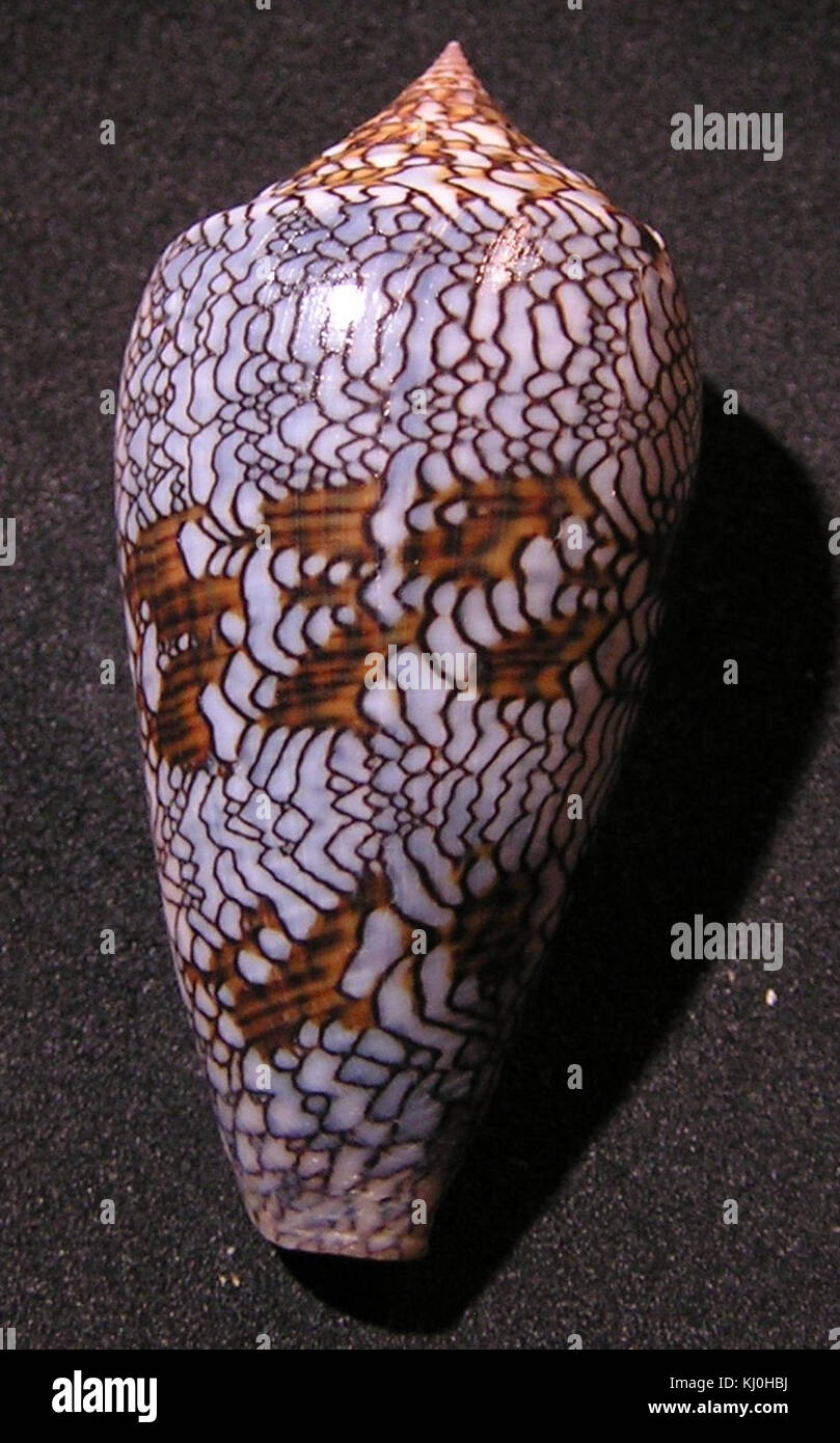 Conus textile Banque de photographies et d’images à haute résolution ...