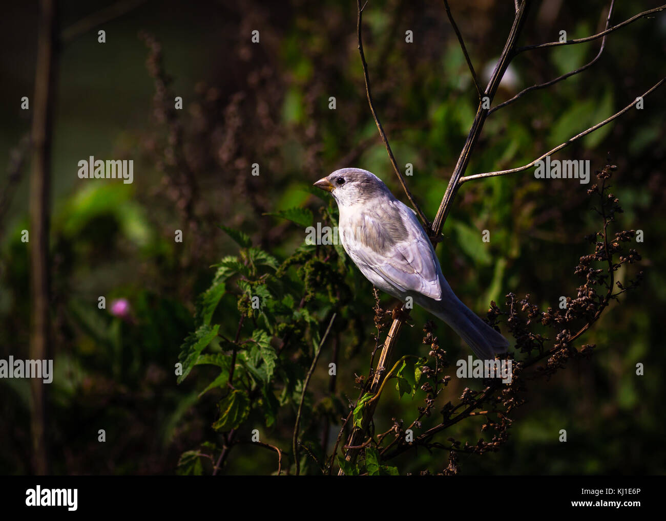 Oiseau atteint de leucisme Banque de photographies et d’images à haute ...