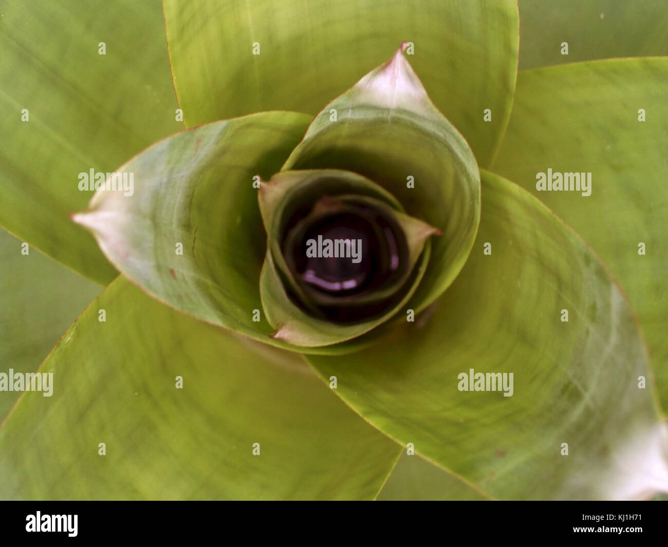 Vriesea imperialis rubra Banque de photographies et d’images à haute ...