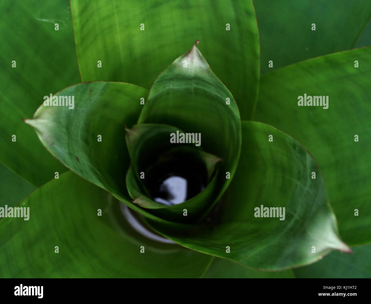 Vriesea imperialis rubra Banque de photographies et d’images à haute ...