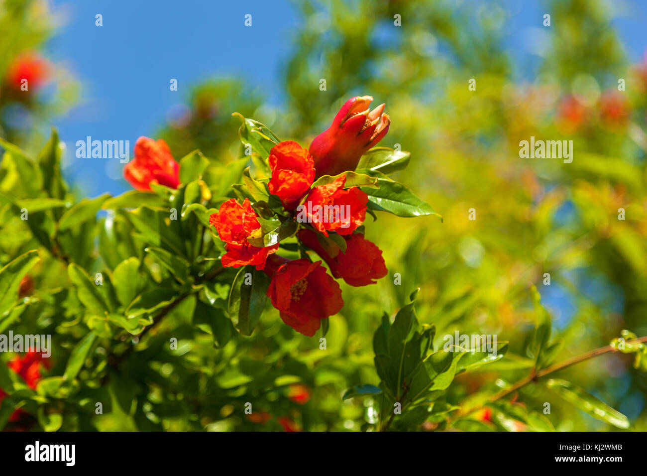 Fleurs rouge grenat sur une branche, bush et les fleurs de grenadier ...