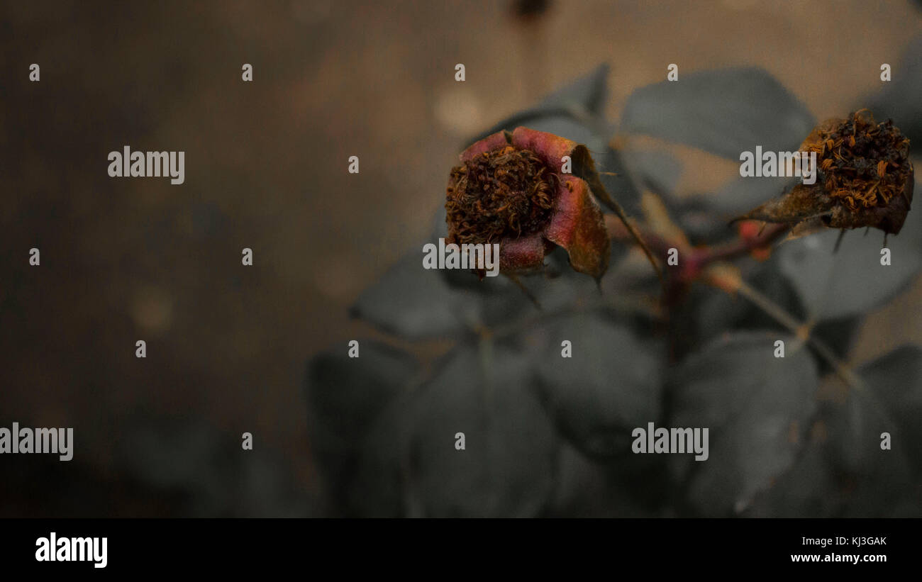 Fleur de rose morte Banque de photographies et d’images à haute ...