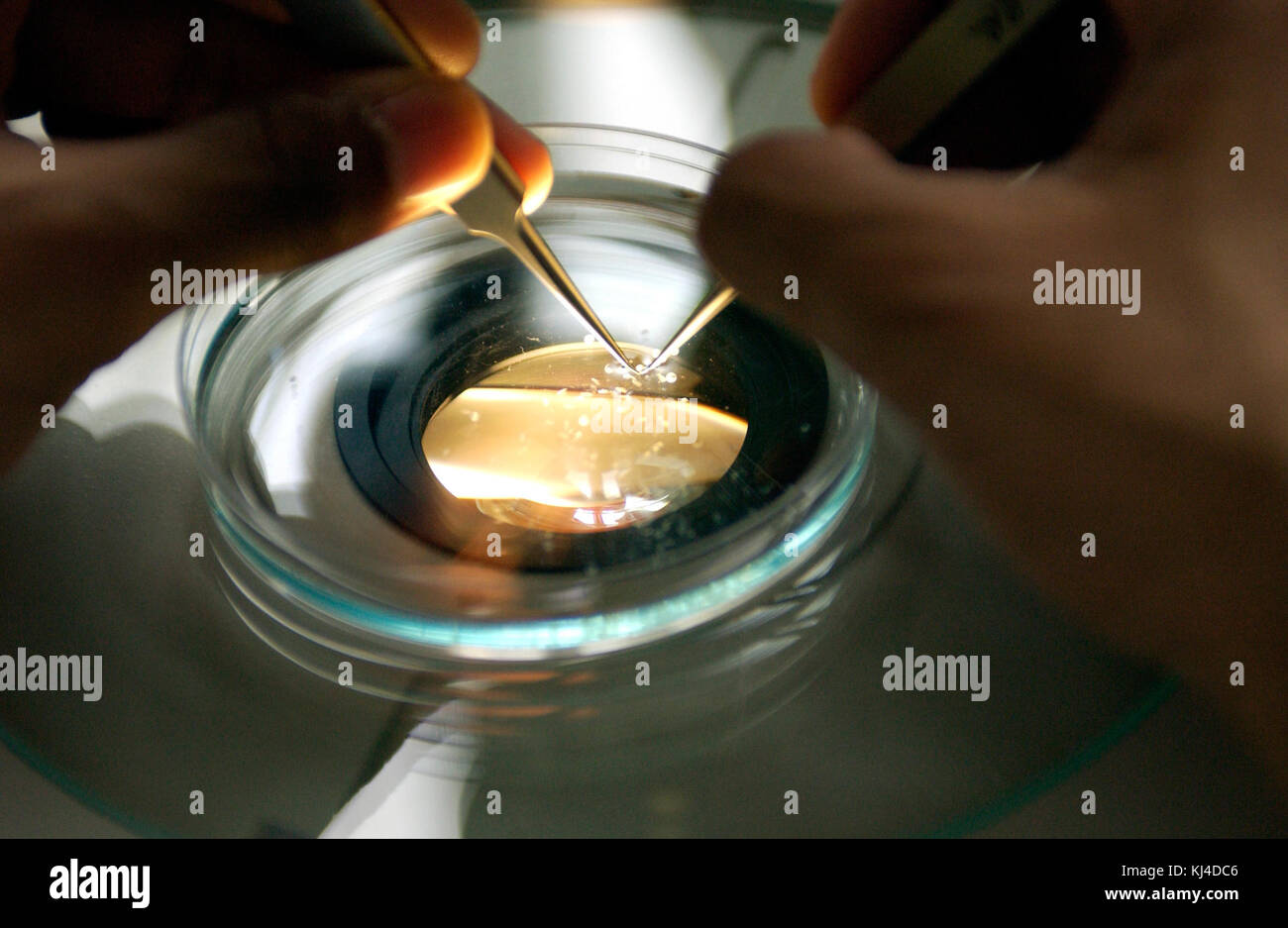 Le chorion Banque de photographies et d’images à haute résolution - Alamy