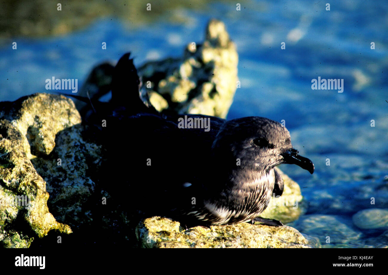 île ducie Banque de photographies et d’images à haute résolution - Alamy