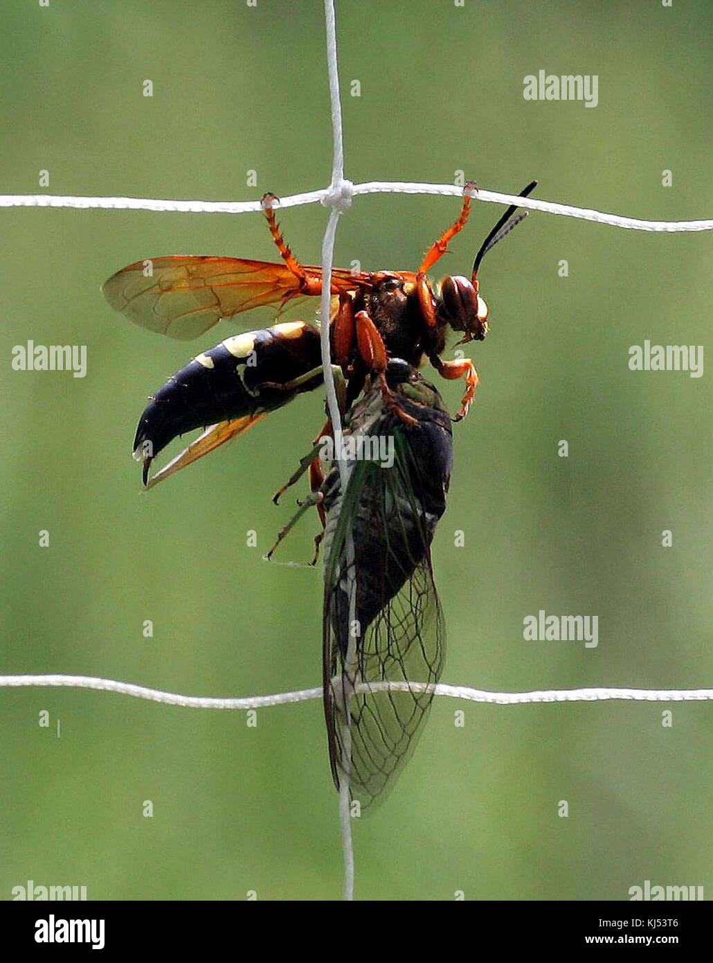Cicada killer wasp Banque de photographies et d’images à haute ...