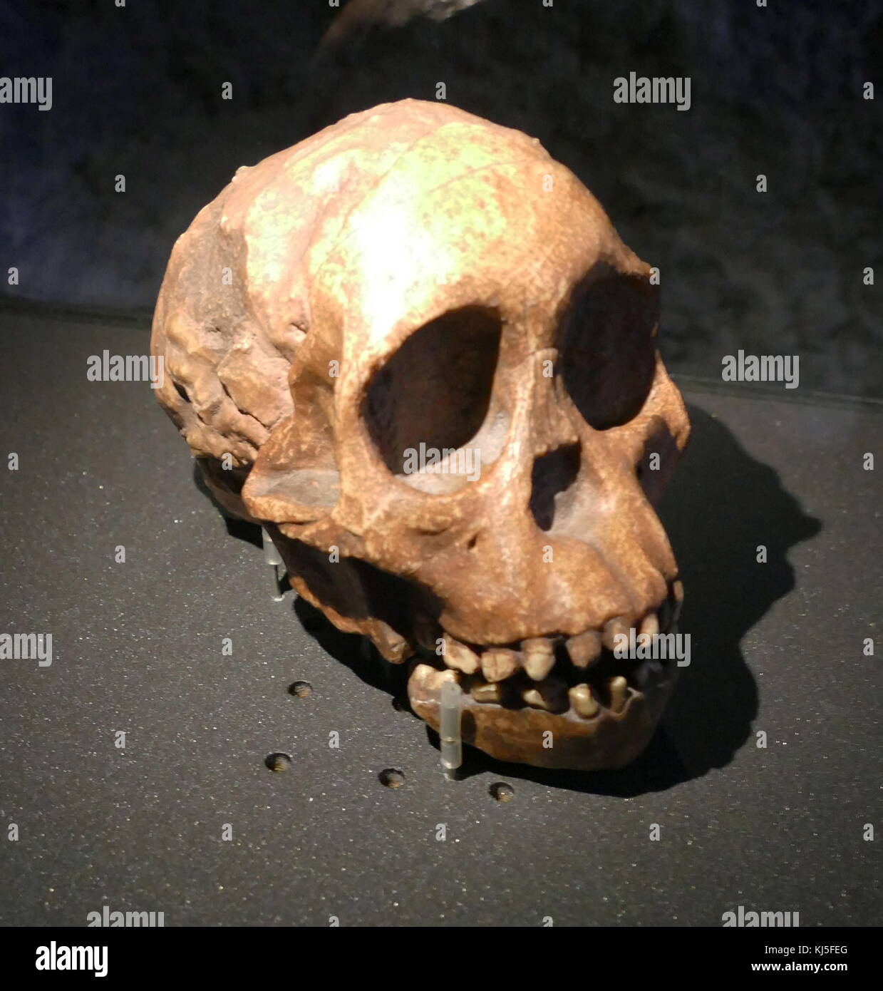 Homo sapiens africa Banque de photographies et d’images à haute ...