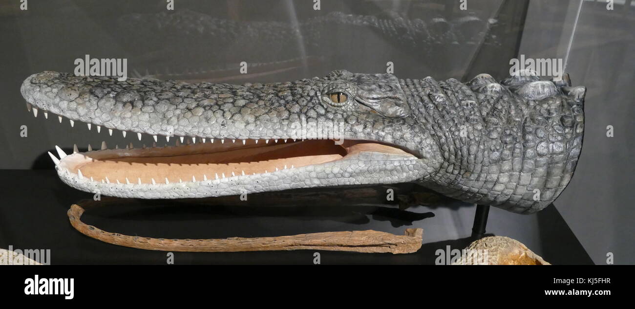 Crâne et le modèle général d'un Crocodile, un grand reptile aquatique ...