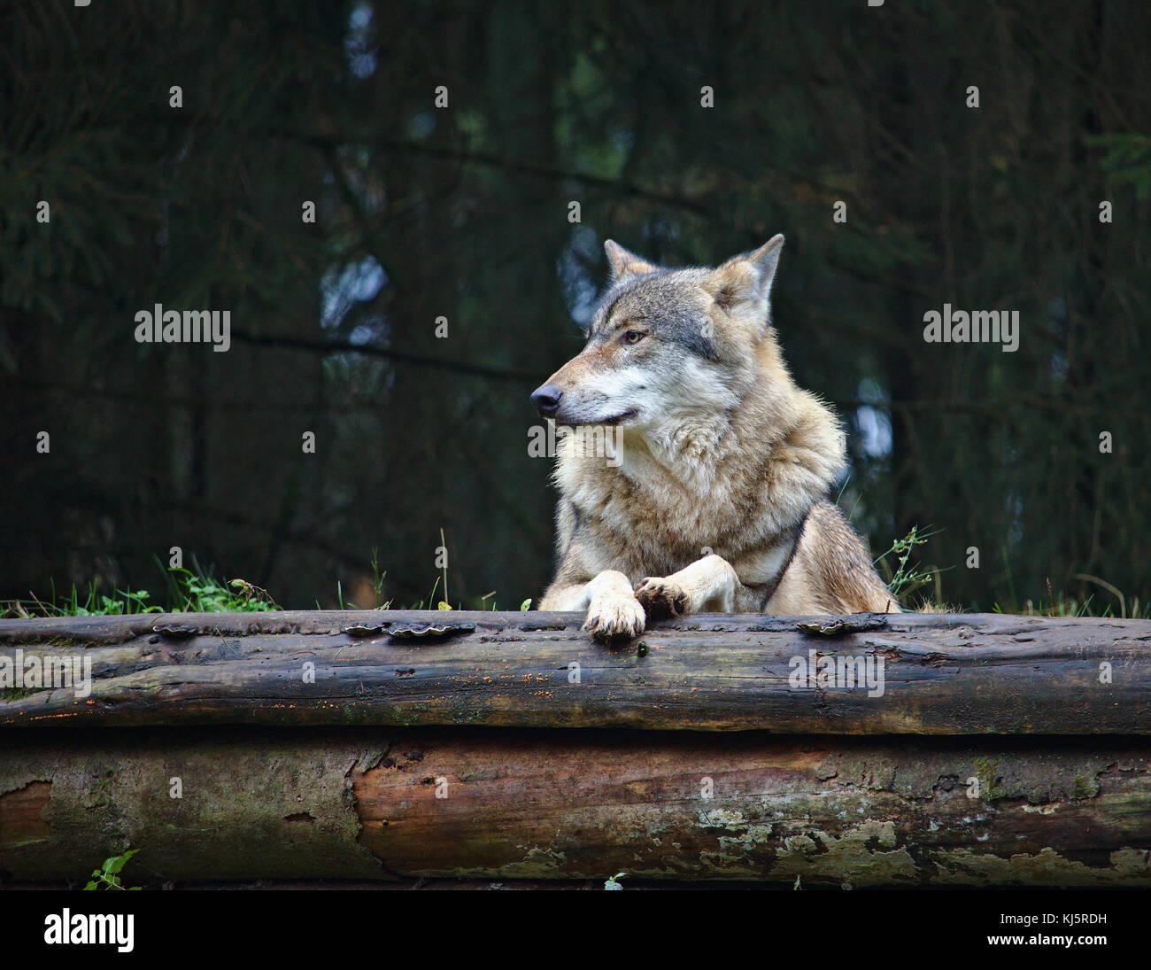 Loup humain Banque de photographies et d’images à haute résolution - Alamy