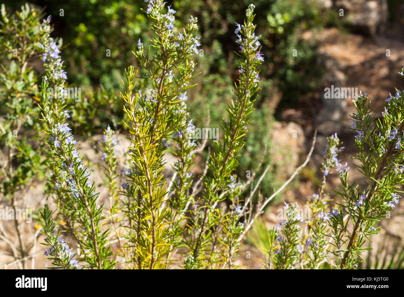 Plante de romarin en fleurs Banque de photographies et d’images à haute ...