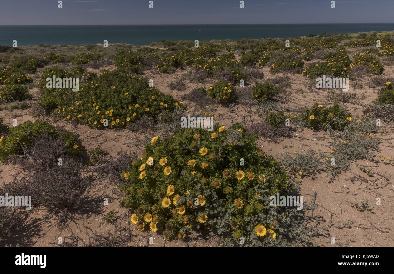 La mer Jaune marocain, Daisy Asteriscus imbricatus, en fleurs dans les ...