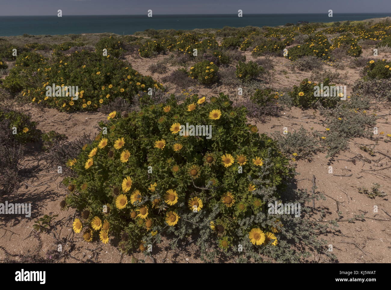 La mer Jaune marocain, daisy asteriscus imbricatus, en fleurs dans les ...