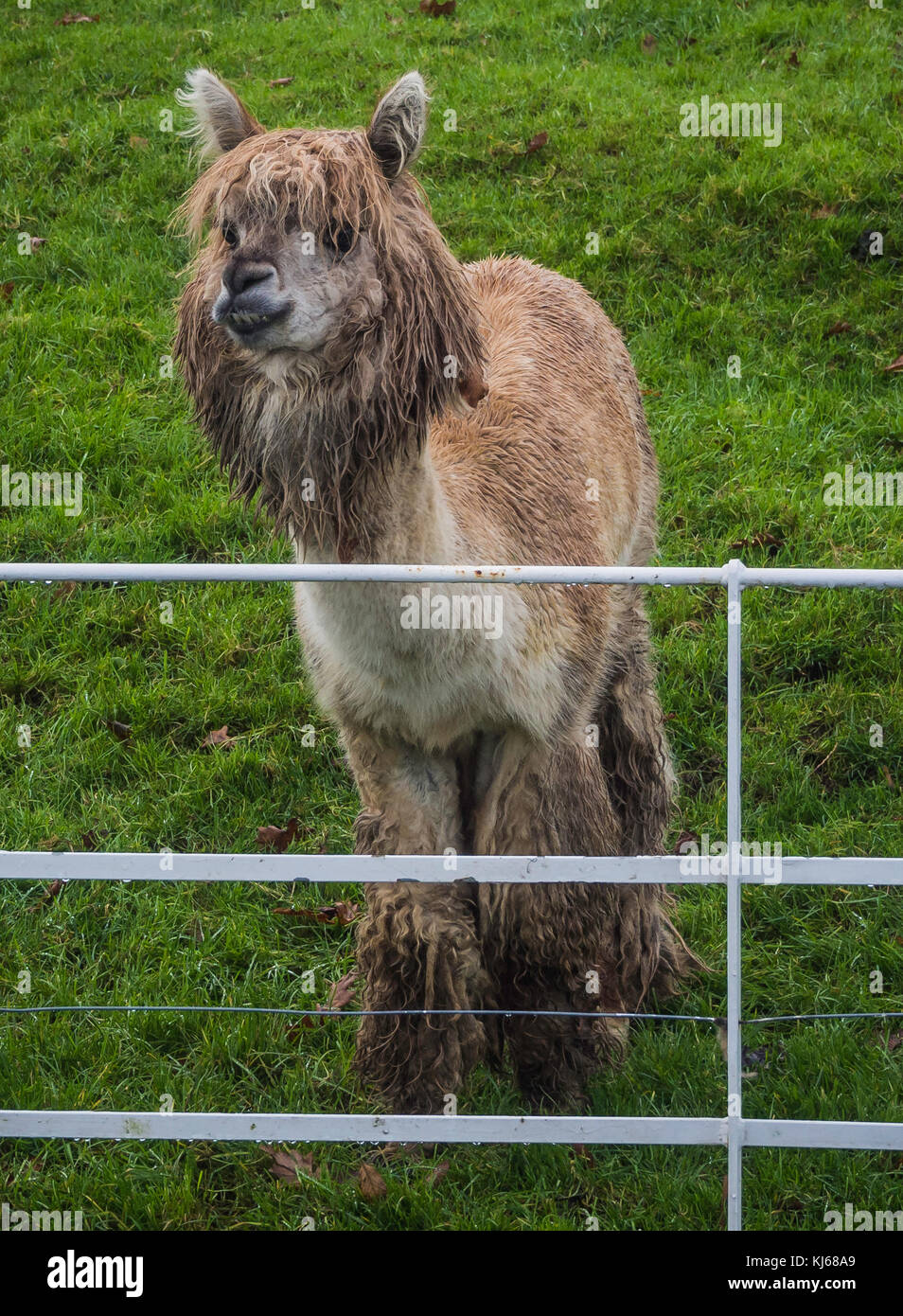 Alpaga moelleux Banque de photographies et d’images à haute résolution ...