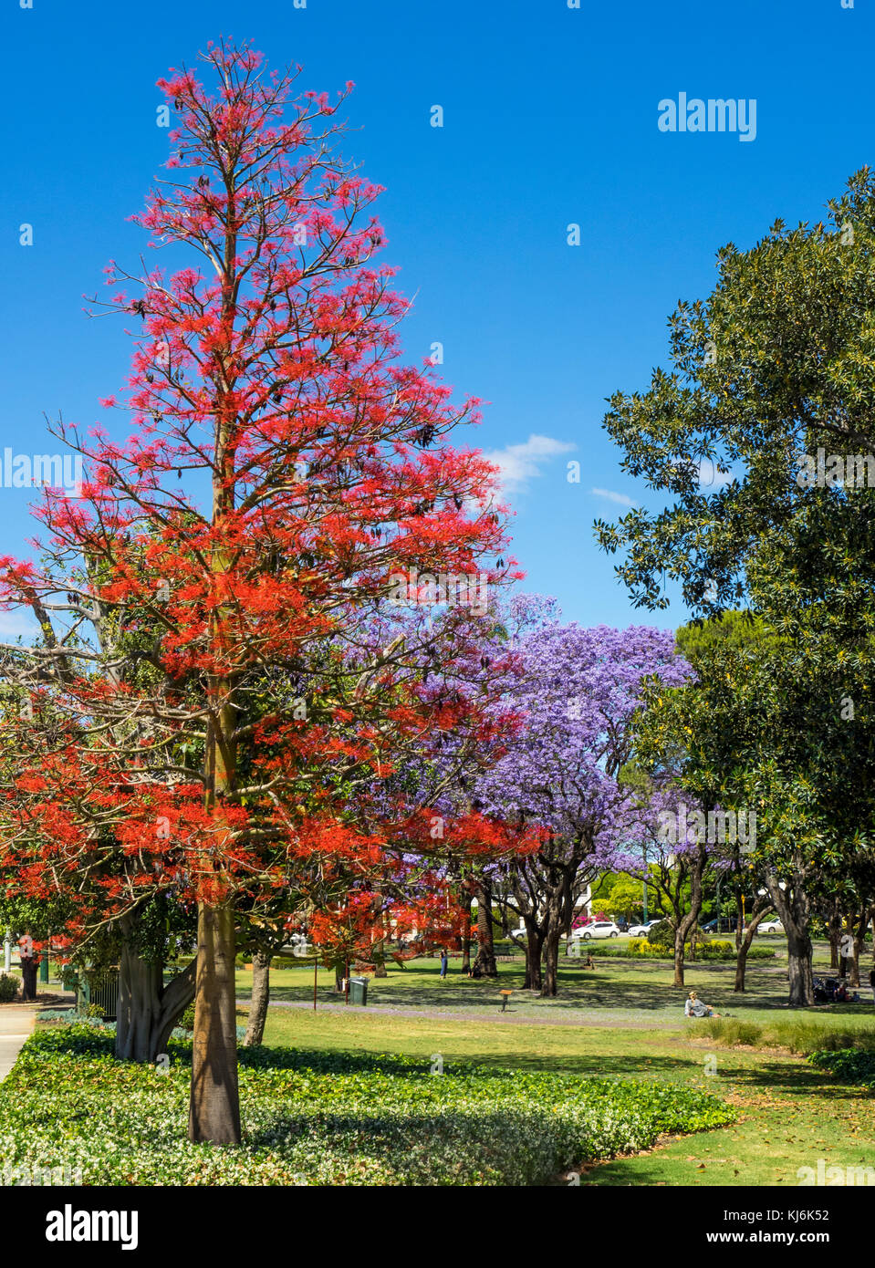 Illawarra flame tree Banque de photographies et d’images à haute ...