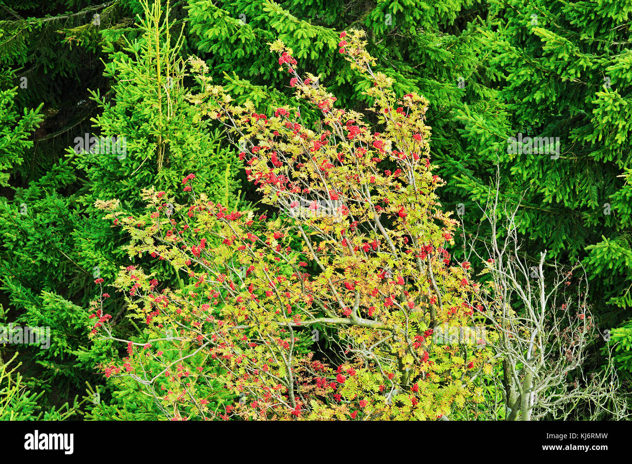 Sorbus aucuparia, Rowan ou mountain-ash tree canopy avec fruits rouges ...