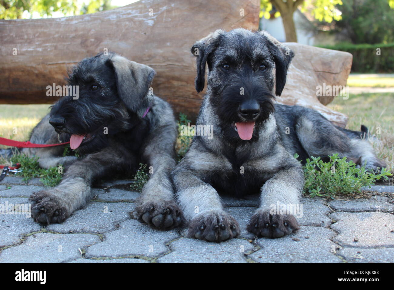 Schnauzer Géant poivre et sel chiots Photo Stock - Alamy