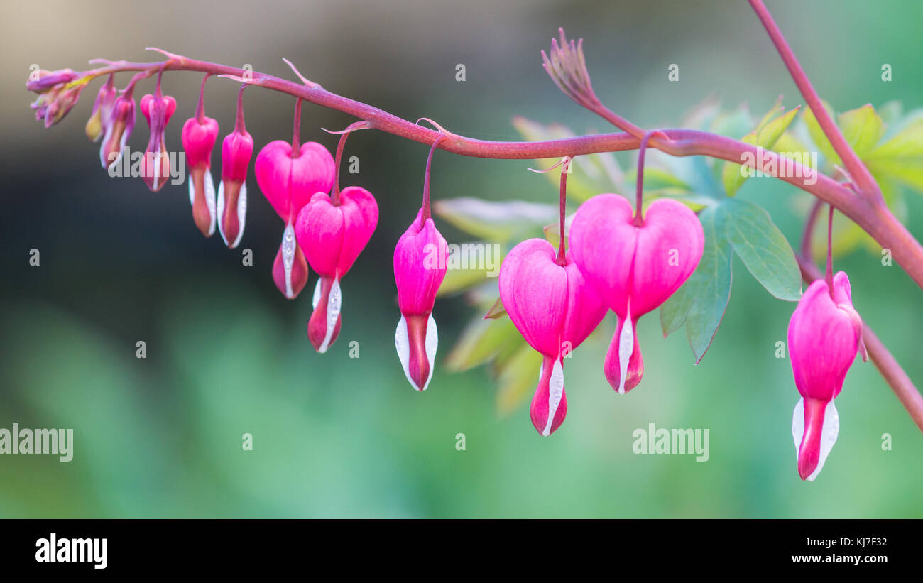 Plante coeur saignant rouge Banque de photographies et d’images à haute ...