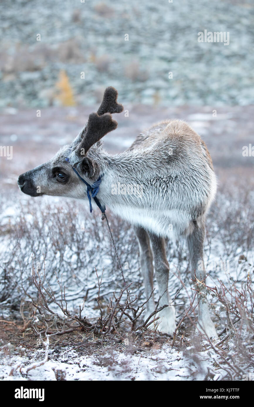 Baby reindeer Banque de photographies et d’images à haute résolution ...