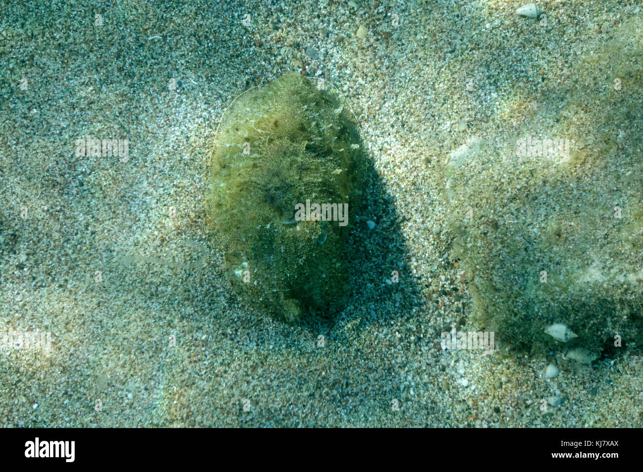 Common cuttlefish (sepia officinalis) Banque de photographies et d ...