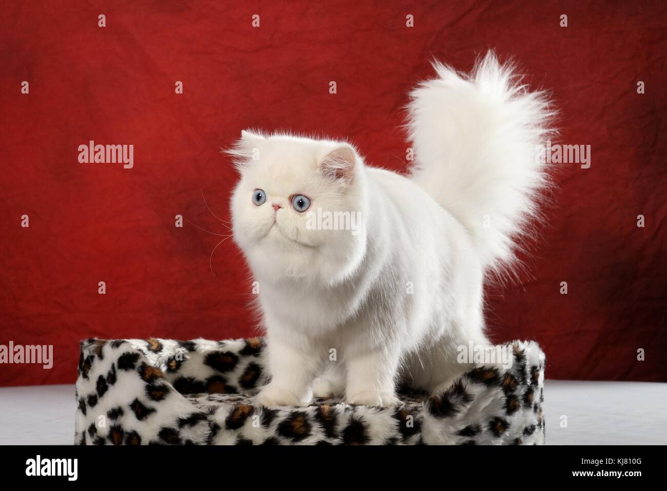 Chat domestique persan blanc Banque de photographies et d’images à ...