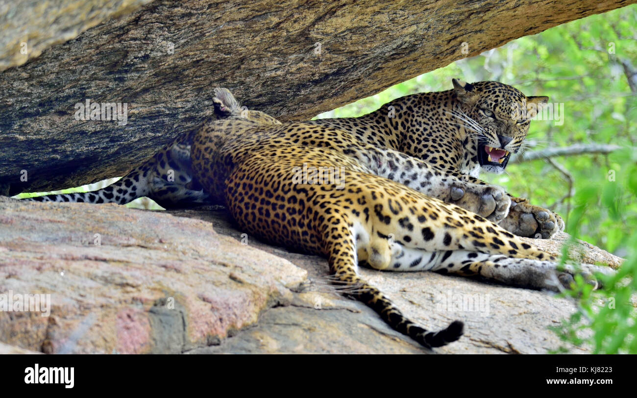 Leopards mouth Banque de photographies et d’images à haute résolution ...