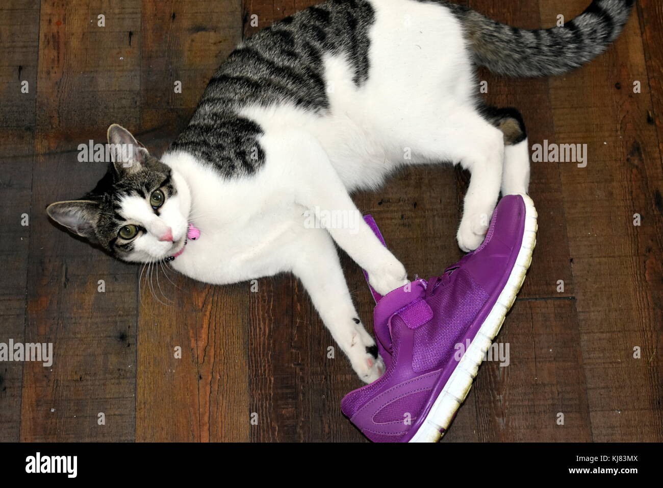 Cat playing with shoe Banque de photographies et d’images à haute ...