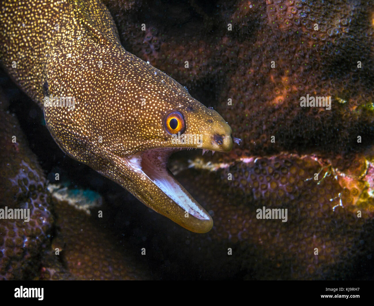 Gymnothorax miliaris, le goldentail moray ou conger moray, est une ...