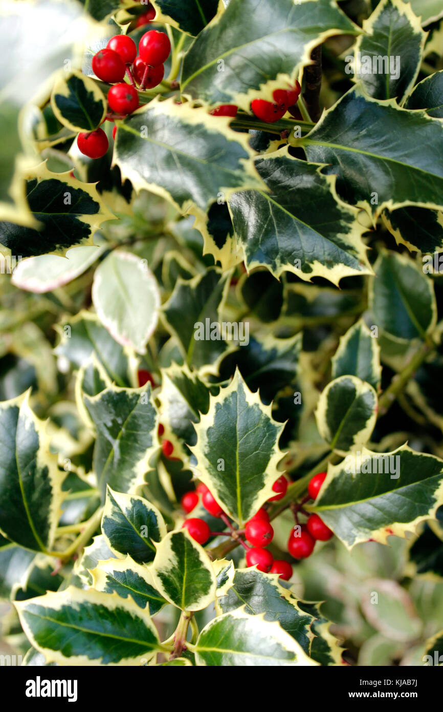 Plante femelle aux fruits rouges Banque de photographies et d’images à ...