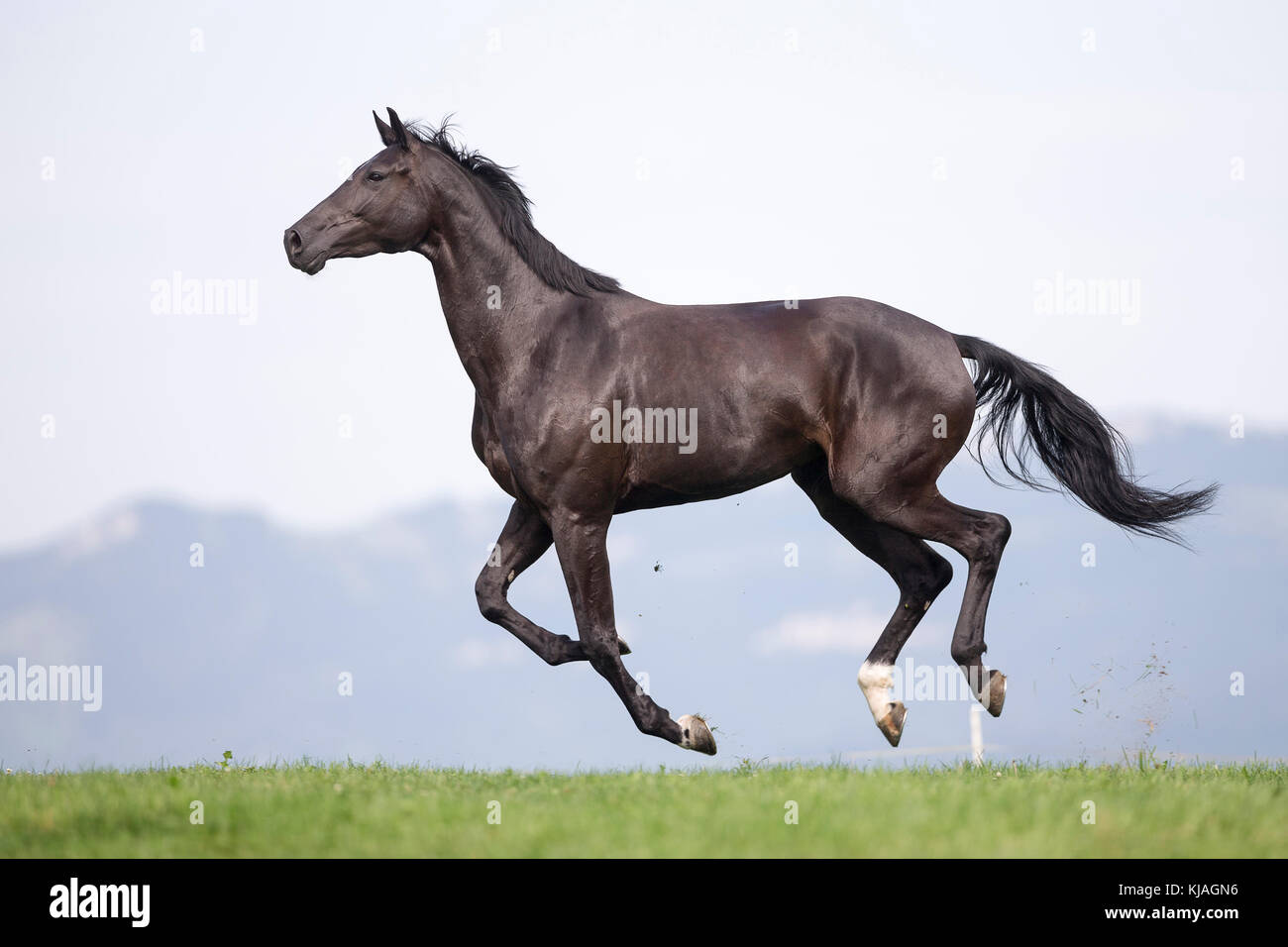 Oldenburg Horse. Mare noire sur un pâturage galopante. Séquence. La ...